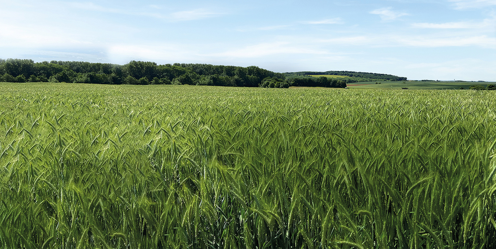 Delaro Forte – das neue Ass für die Getreidegesundheit | Bayer ...