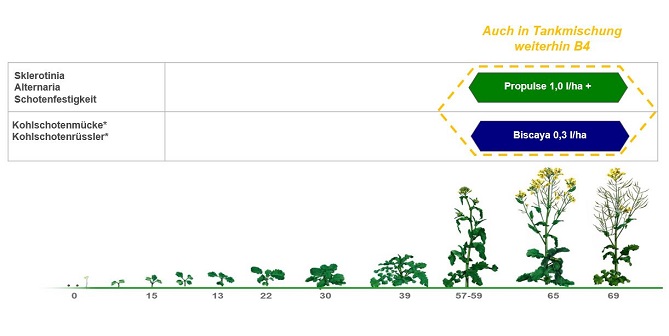 Bayer Agrar Deutschland - Praktikertipps Rapsbluete