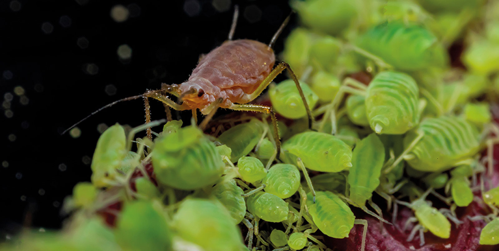 Flipper-gegen_Blattlaeuse | Bayer CropScience Deutschland GmbH