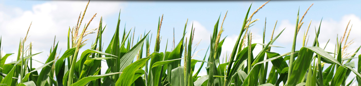 Bayer Agrar Deutschland - Mais